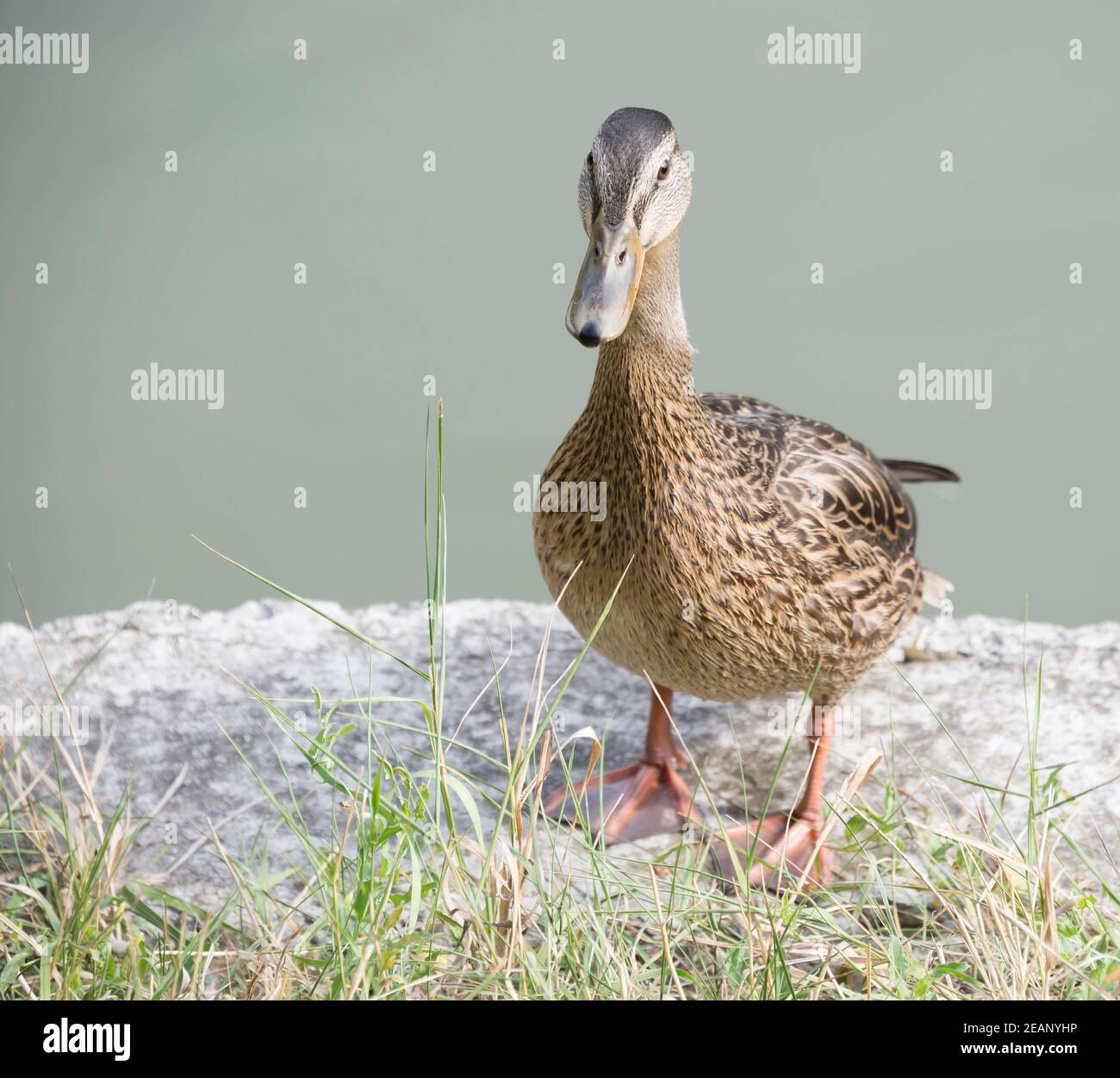 Image of duck in spring hi-res stock photography and images - Alamy