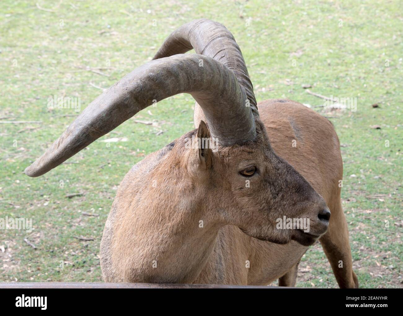 European mountain goat hi-res stock photography and images - Alamy