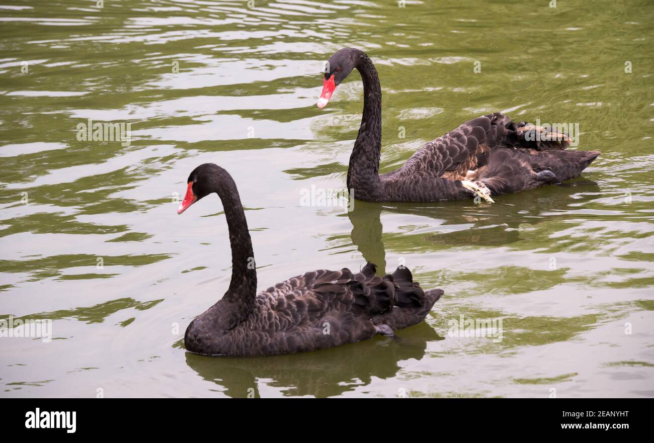 Swan Horizontal Neck High Resolution Stock Photography and Images - Alamy