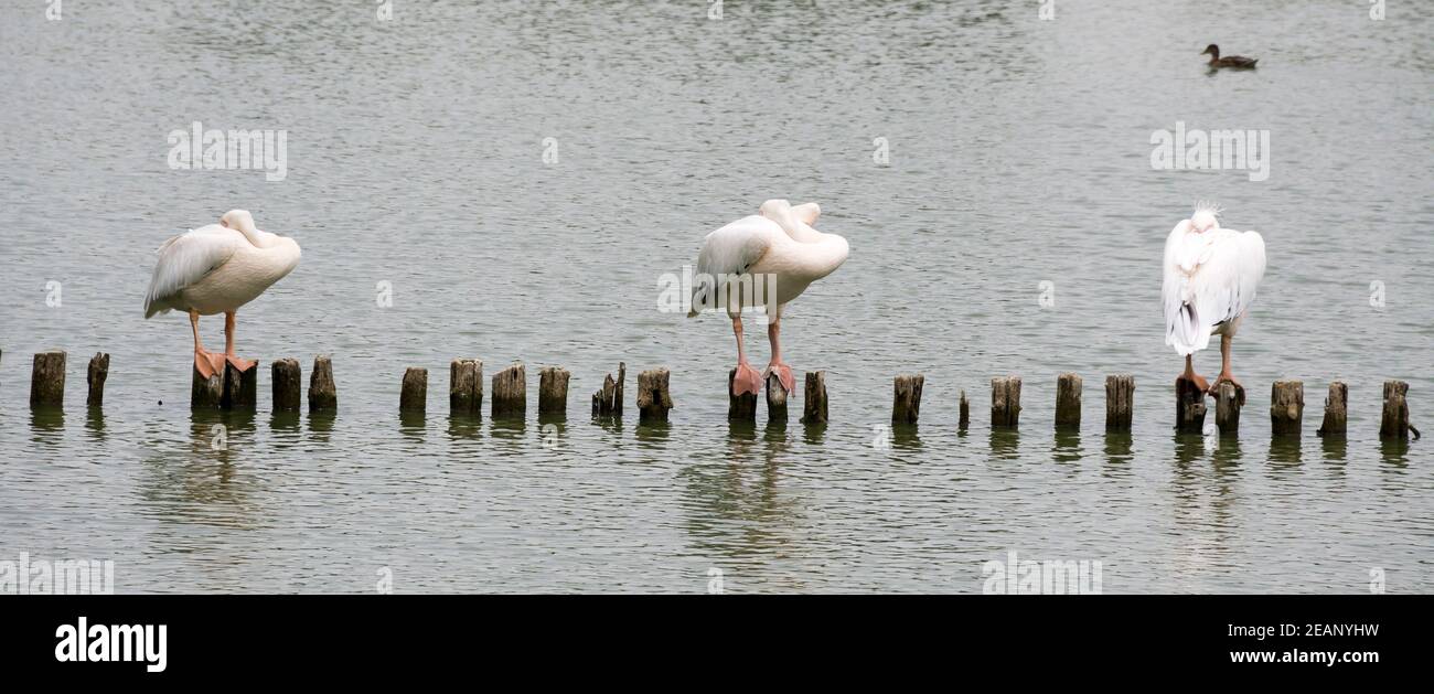 Sleeping pelican hi-res stock photography and images - Alamy