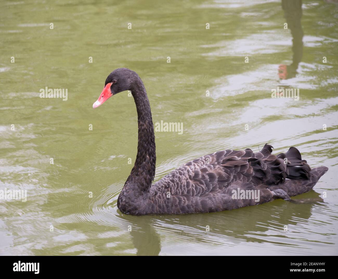 Black swan ruffled feathers hi-res stock photography and images - Alamy