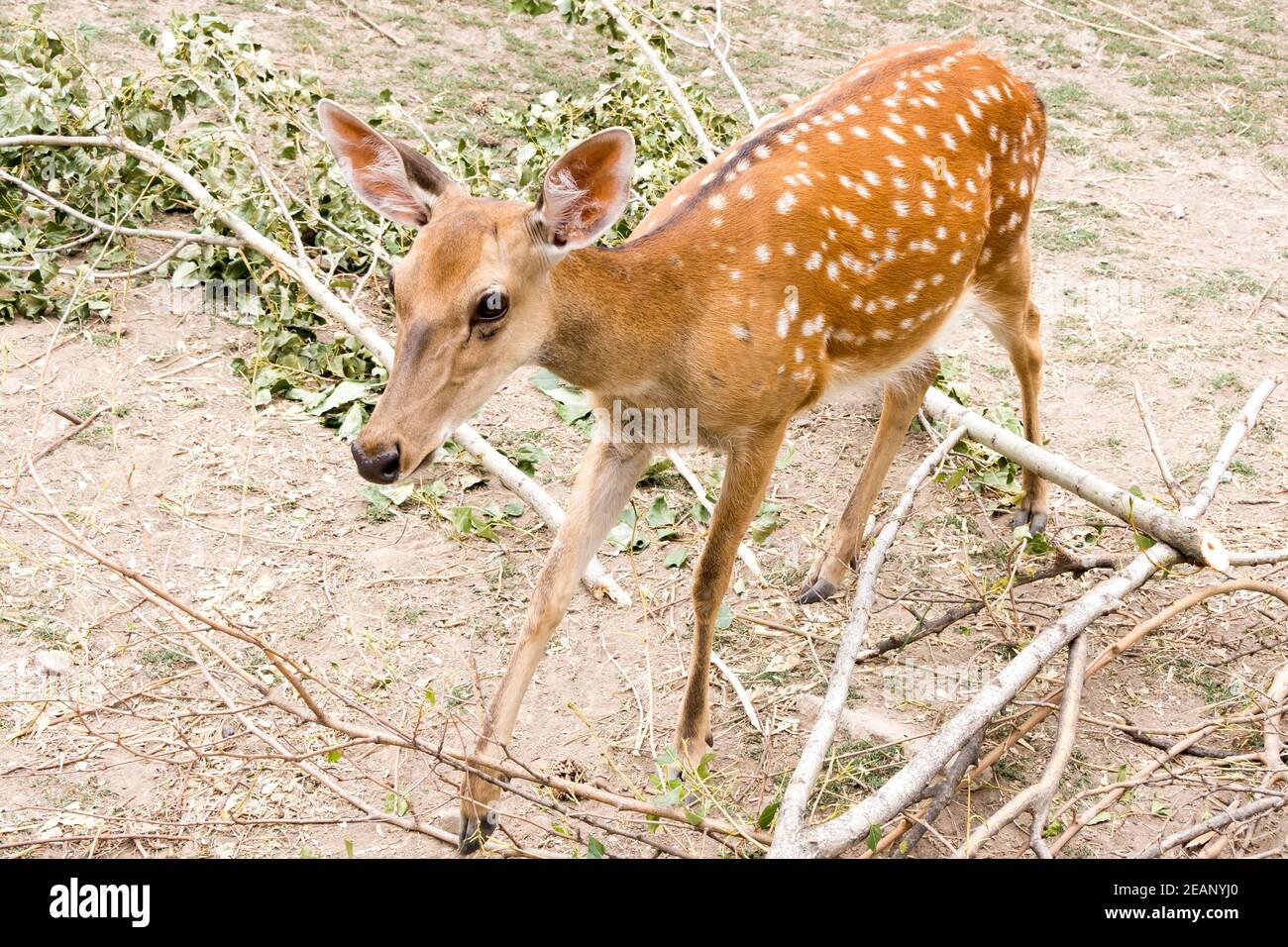 Close up deer eating leaves hi-res stock photography and images - Alamy
