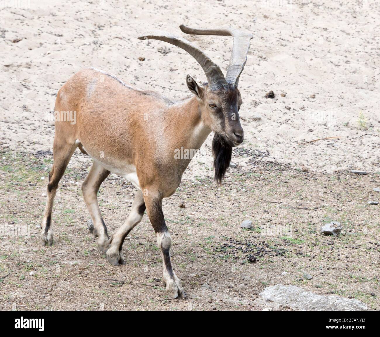 Mountain animals goat hi-res stock photography and images - Alamy