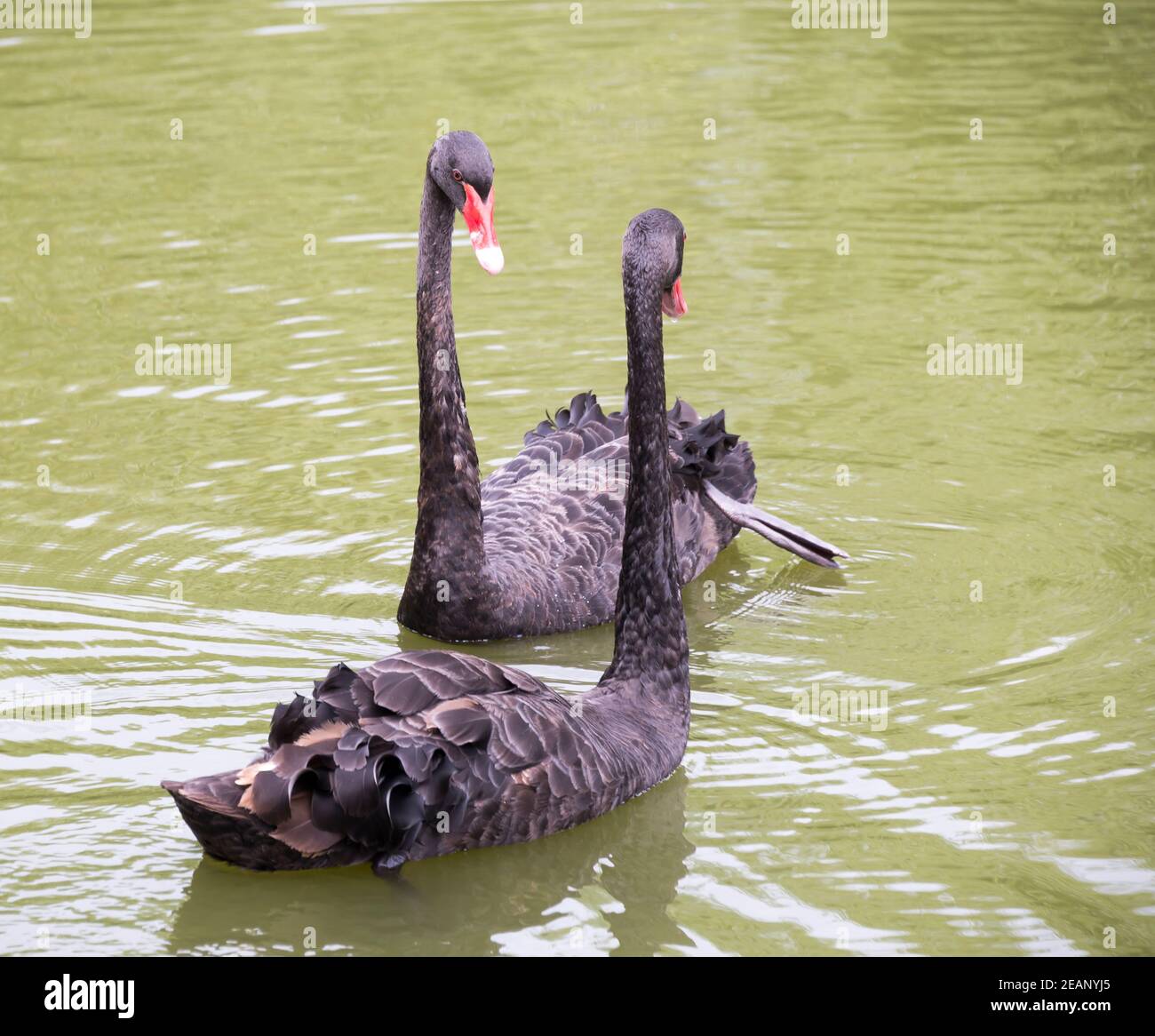 Two wounded birds hi-res stock photography and images - Alamy