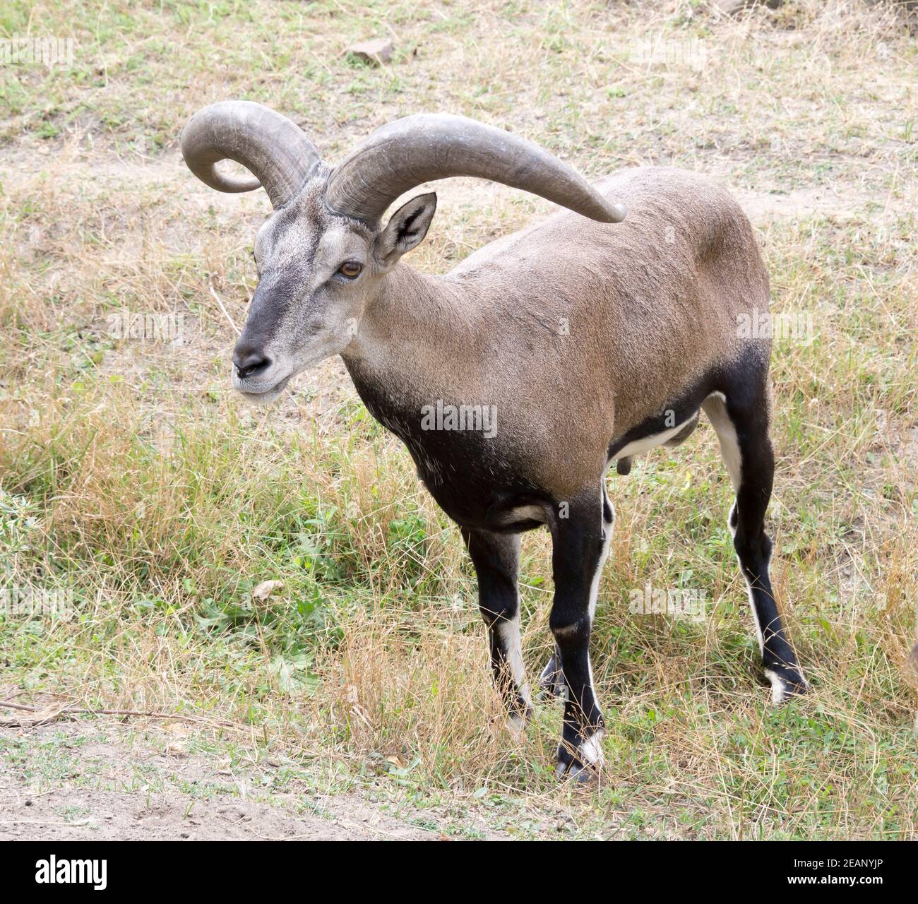 European mountain goat hi-res stock photography and images - Alamy