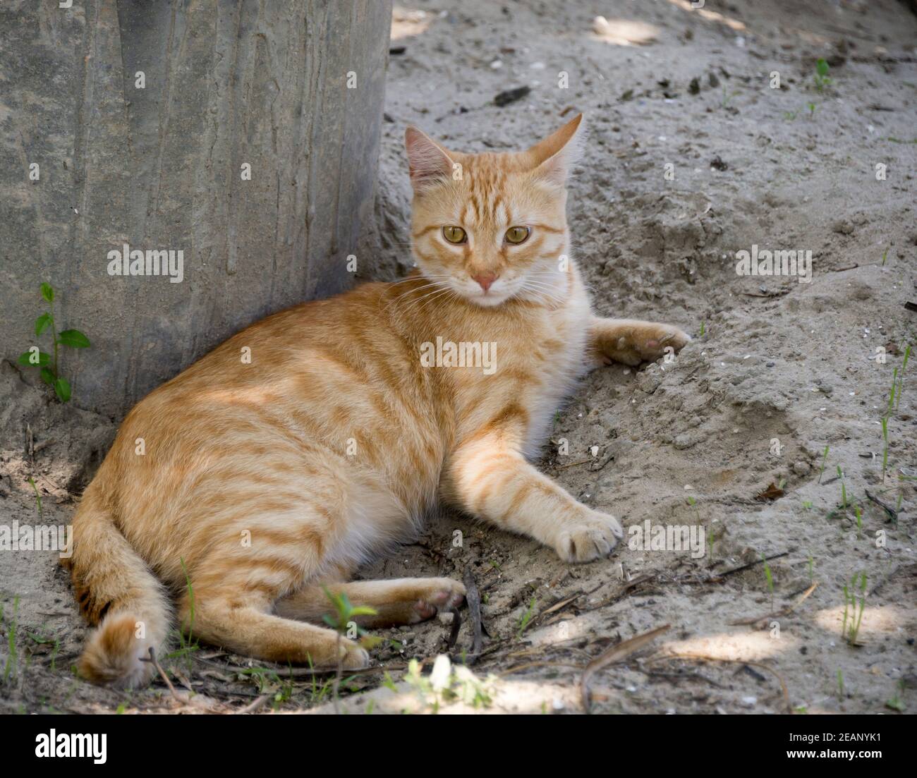 Ginger mixed breed hi-res stock photography and images - Alamy