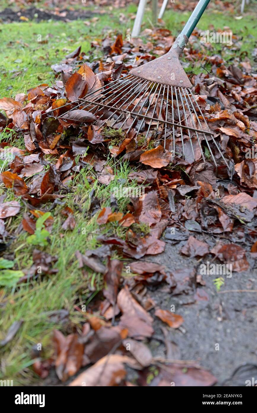 Sweeping autumn leaves hi-res stock photography and images - Alamy