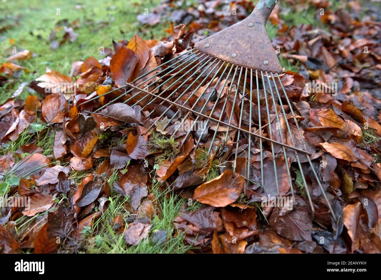 Rake leaves hi-res stock photography and images - Alamy