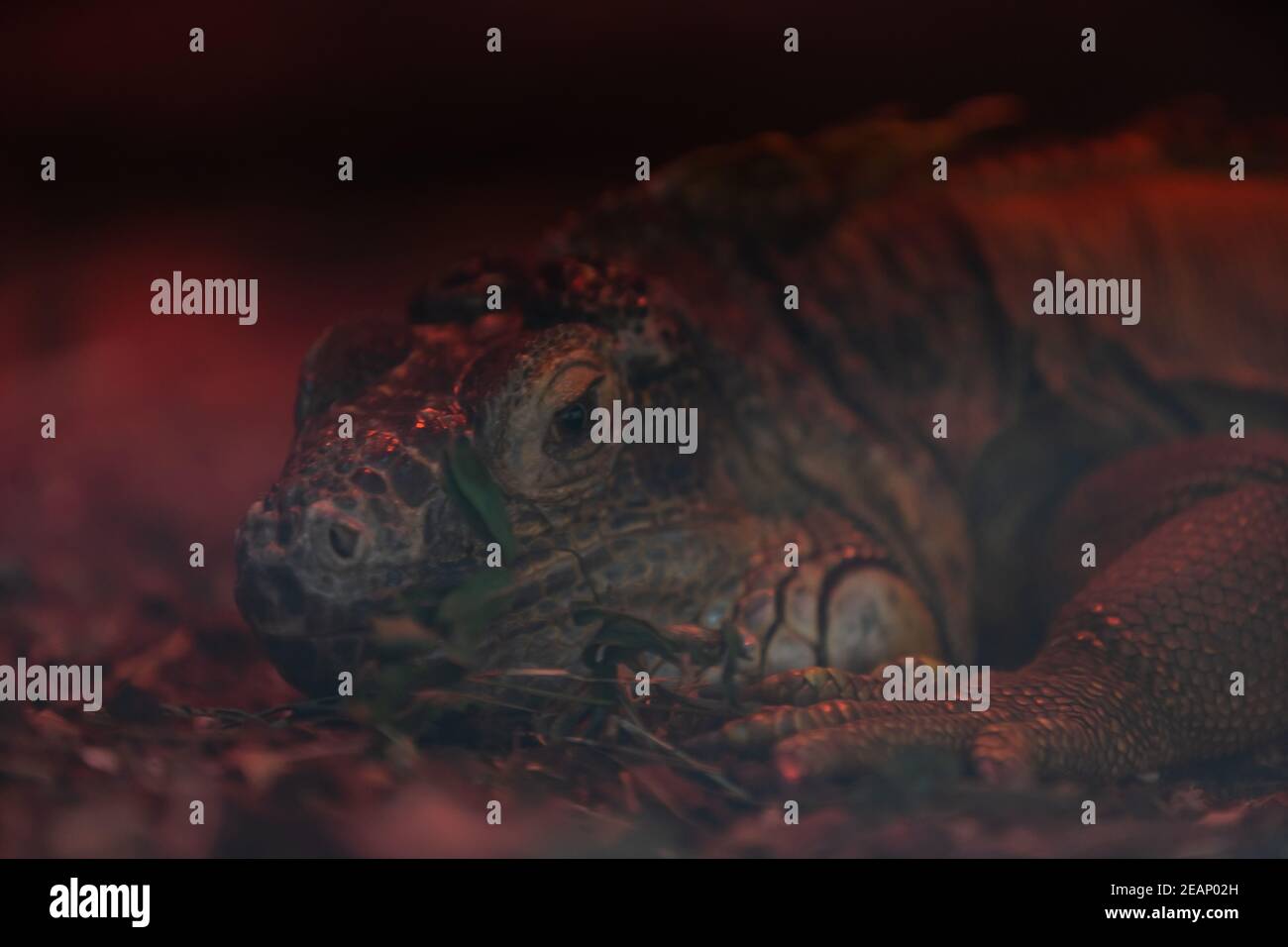 Nile Crocodile Eye, lizard eye, monitor lizard Stock Photo - Alamy