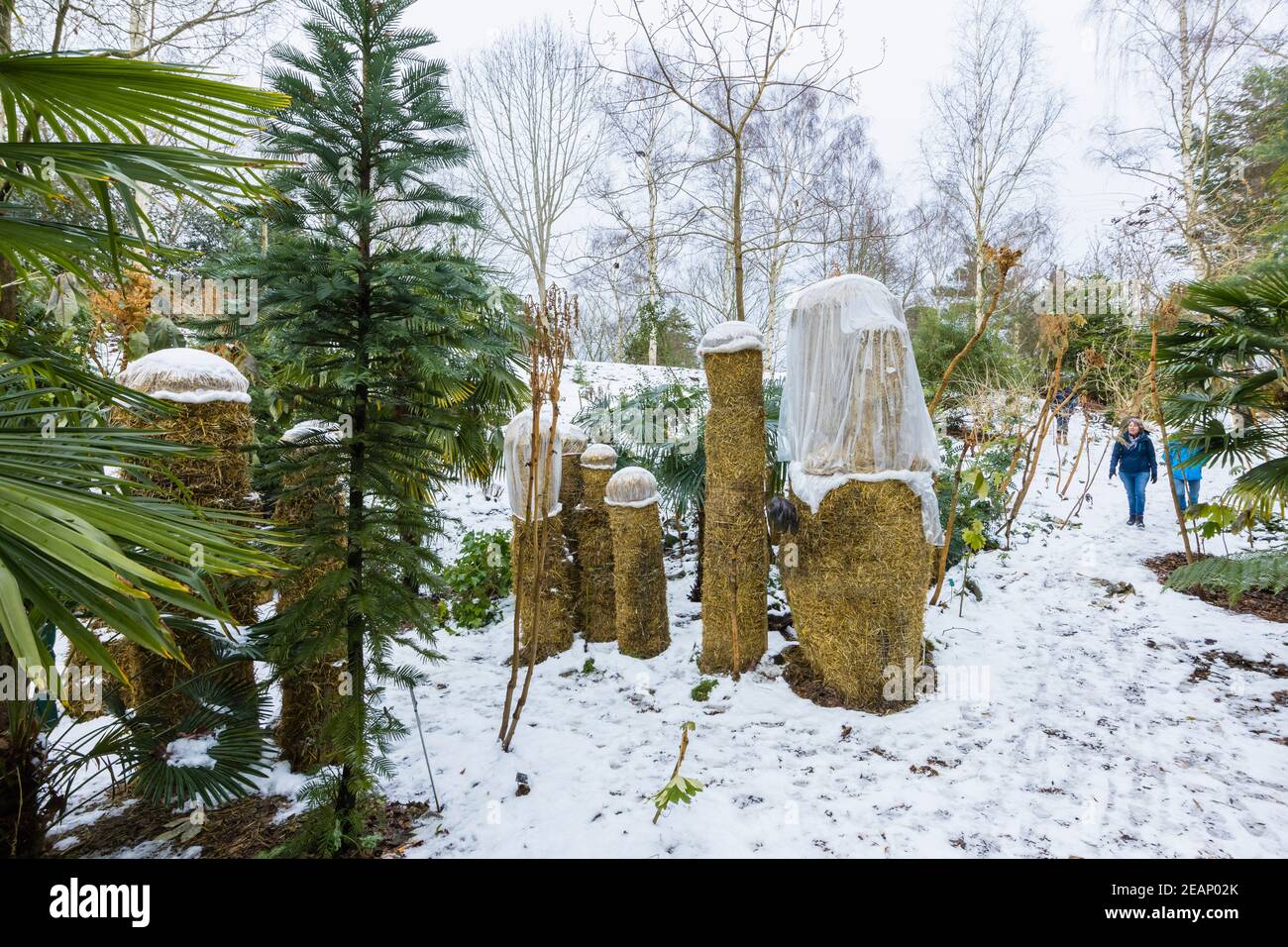 Cold hardy basjoo hi-res stock photography and images - Alamy