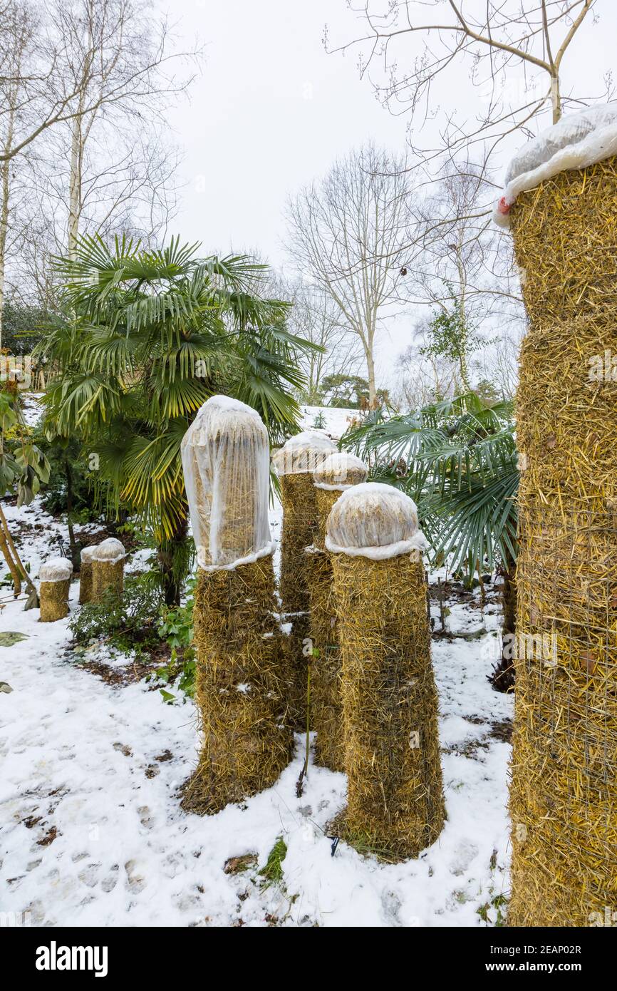 Cold hardy basjoo hi-res stock photography and images - Alamy
