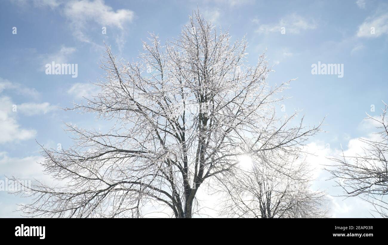 Cold frosty winter landscapes with trees and frozen branches during ...
