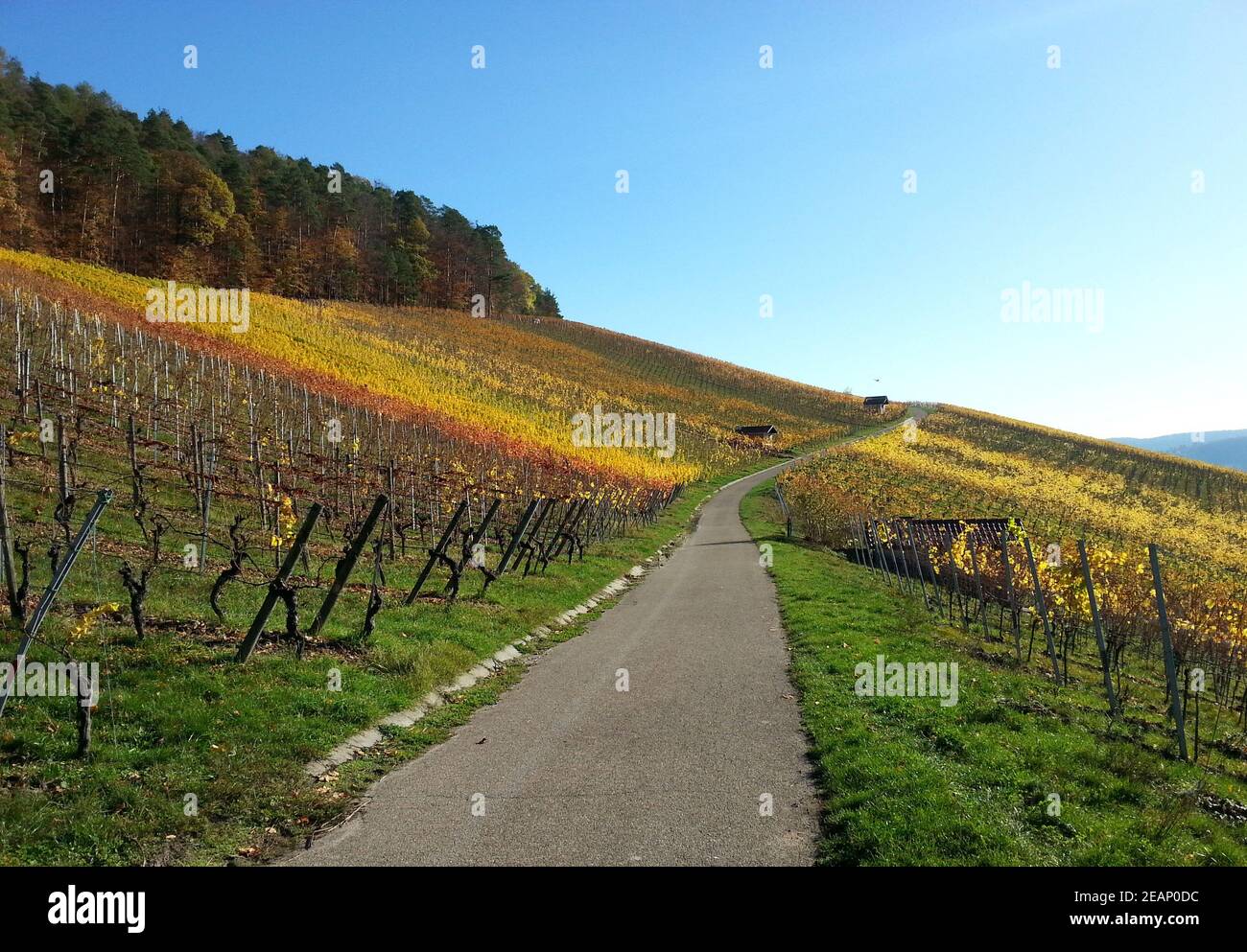 Vineyards and grapes promenade hi-res stock photography and images - Alamy