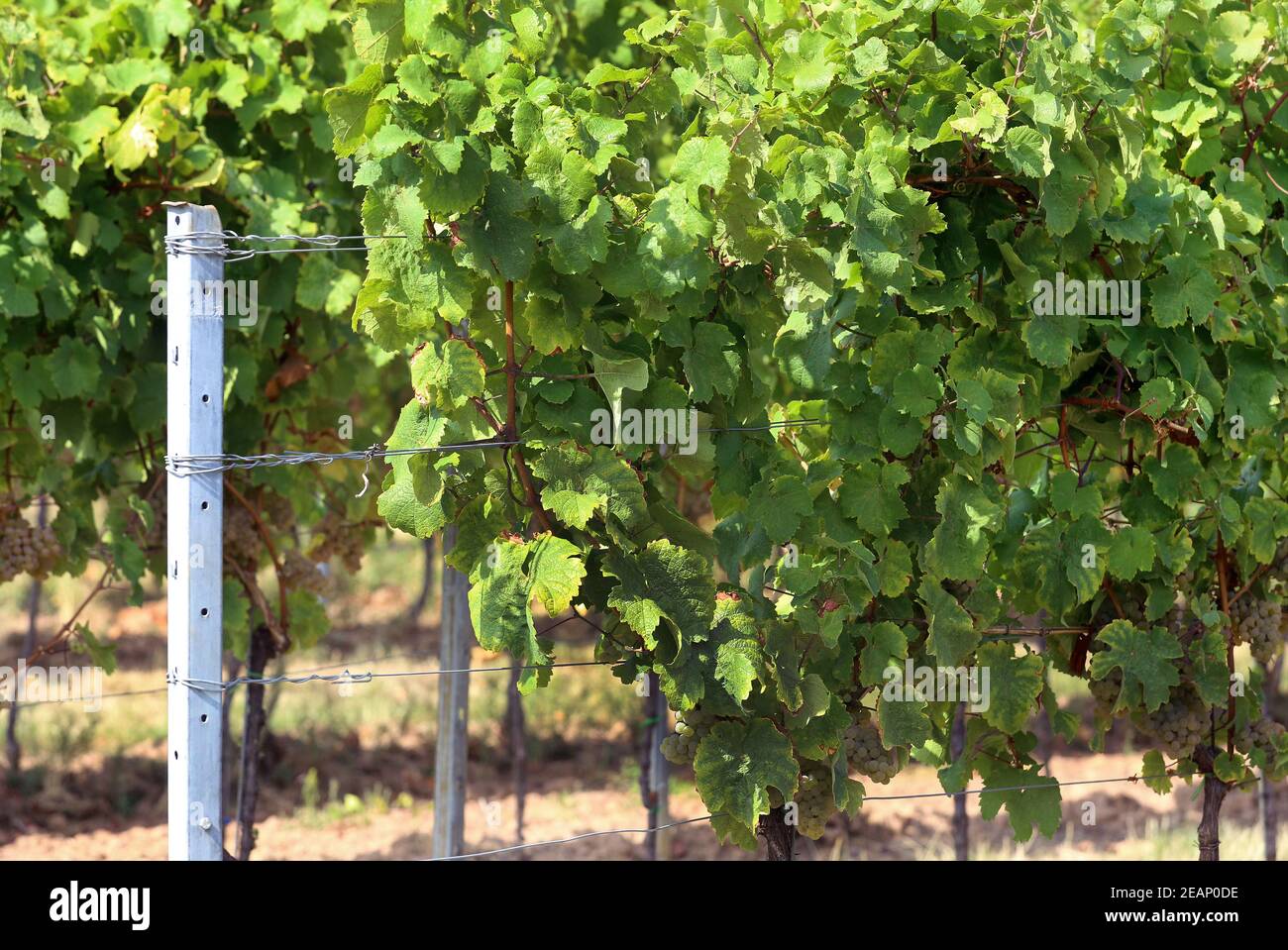 Leaves of grapevines hi-res stock photography and images - Alamy