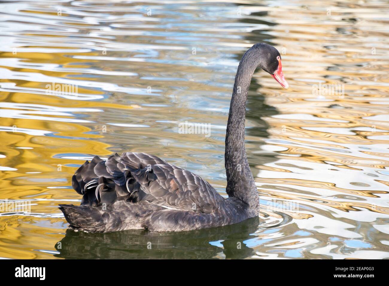 Birds feather floats on water hi-res stock photography and images - Alamy