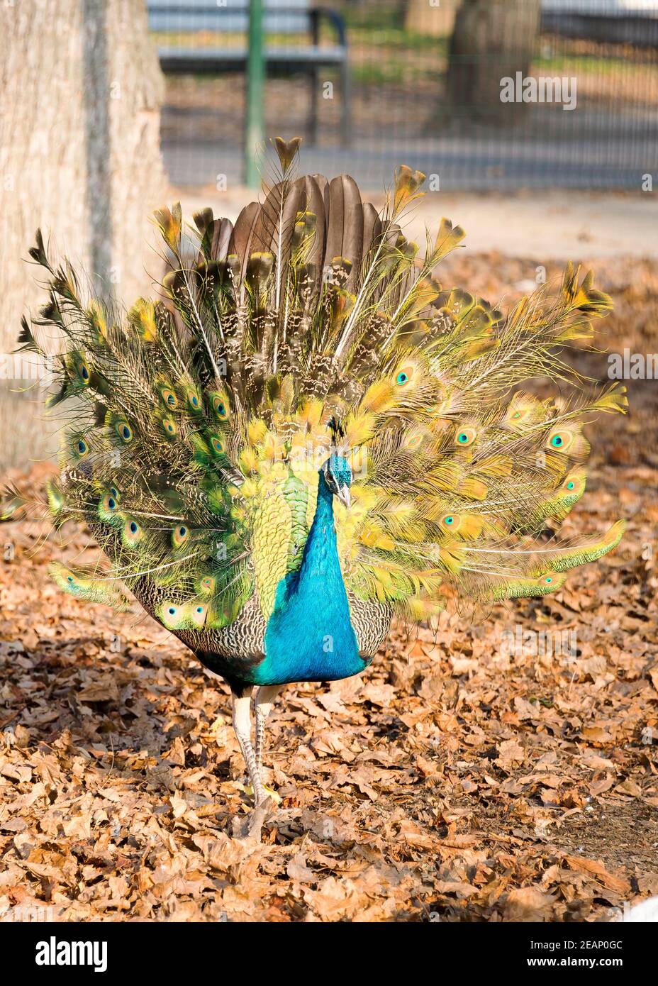Multi colored peacock hi-res stock photography and images - Alamy