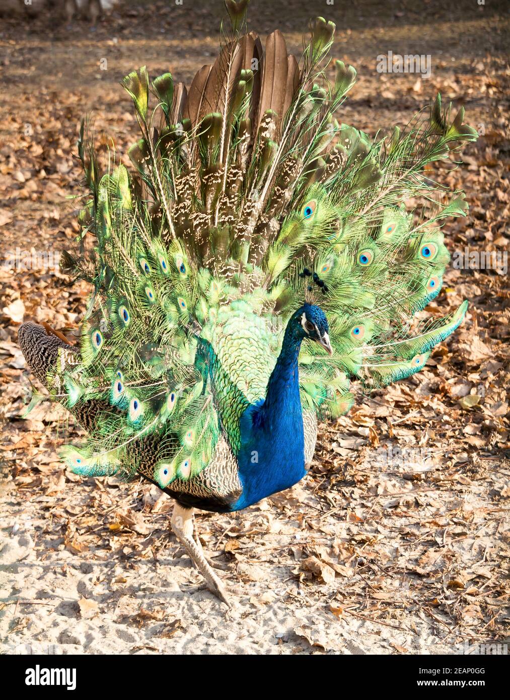 Multi colored peacock hi-res stock photography and images - Alamy