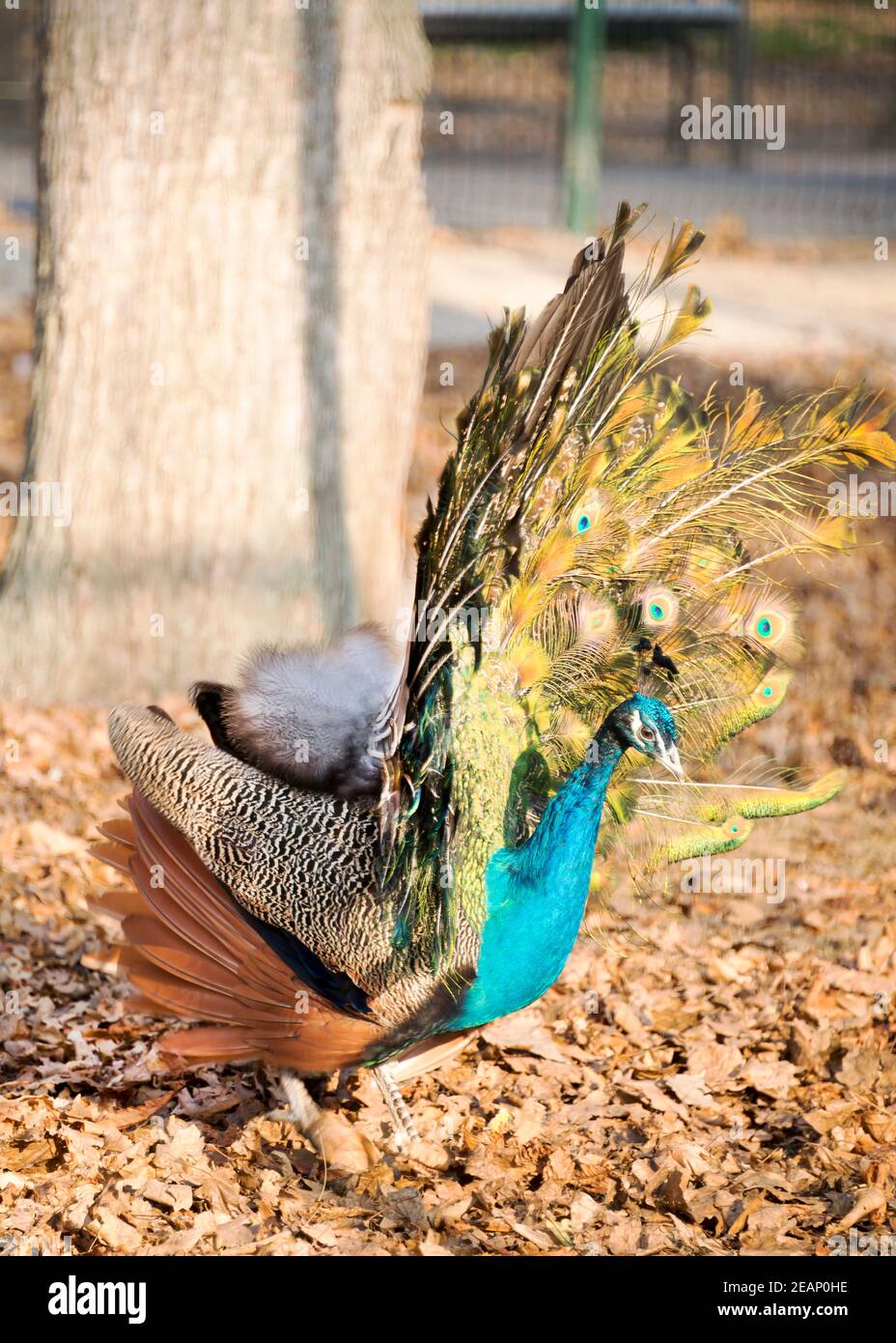 Peacock in the forest hi-res stock photography and images - Alamy