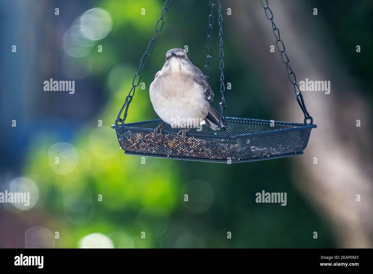 Northern mockingbird and bird feeder Stock Photo - Alamy