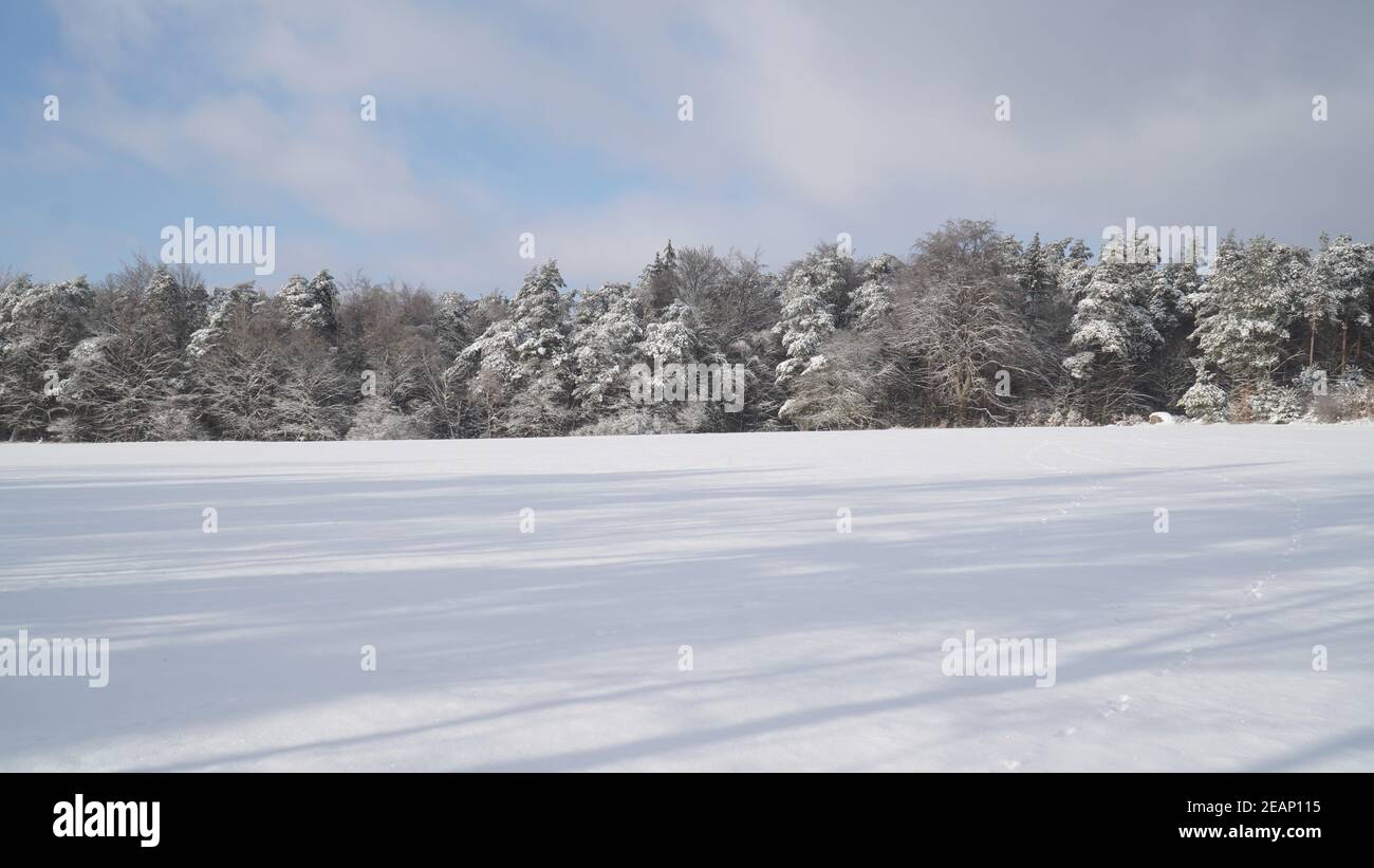Cold frosty winter landscapes with trees and frozen branches during ...