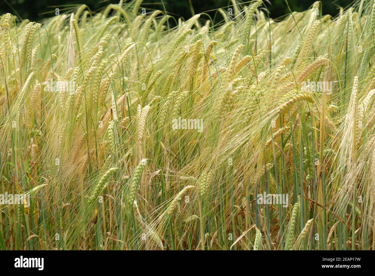 Field of wheat Stock Photo - Alamy