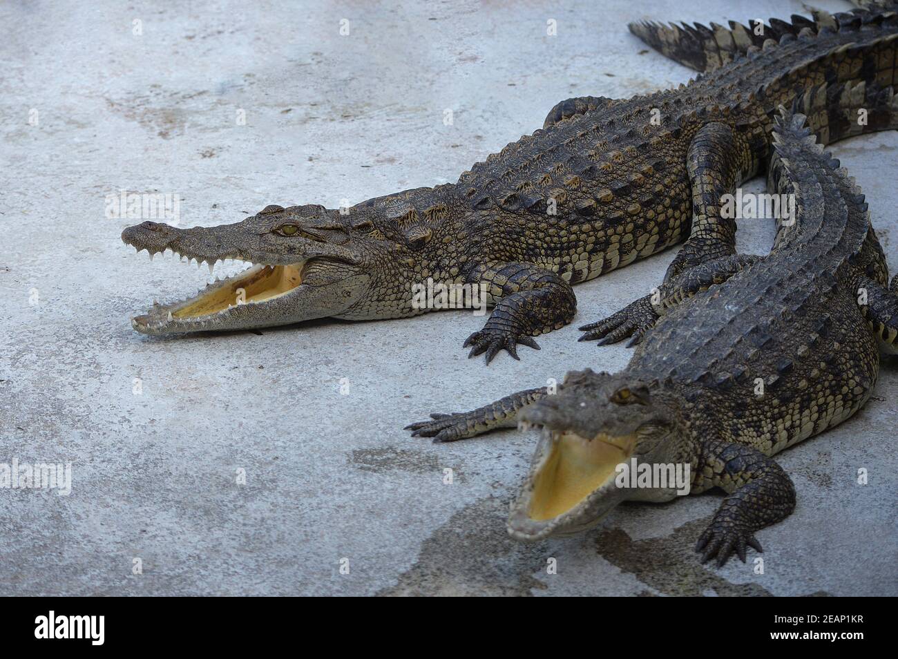 Crocody hi-res stock photography and images - Alamy