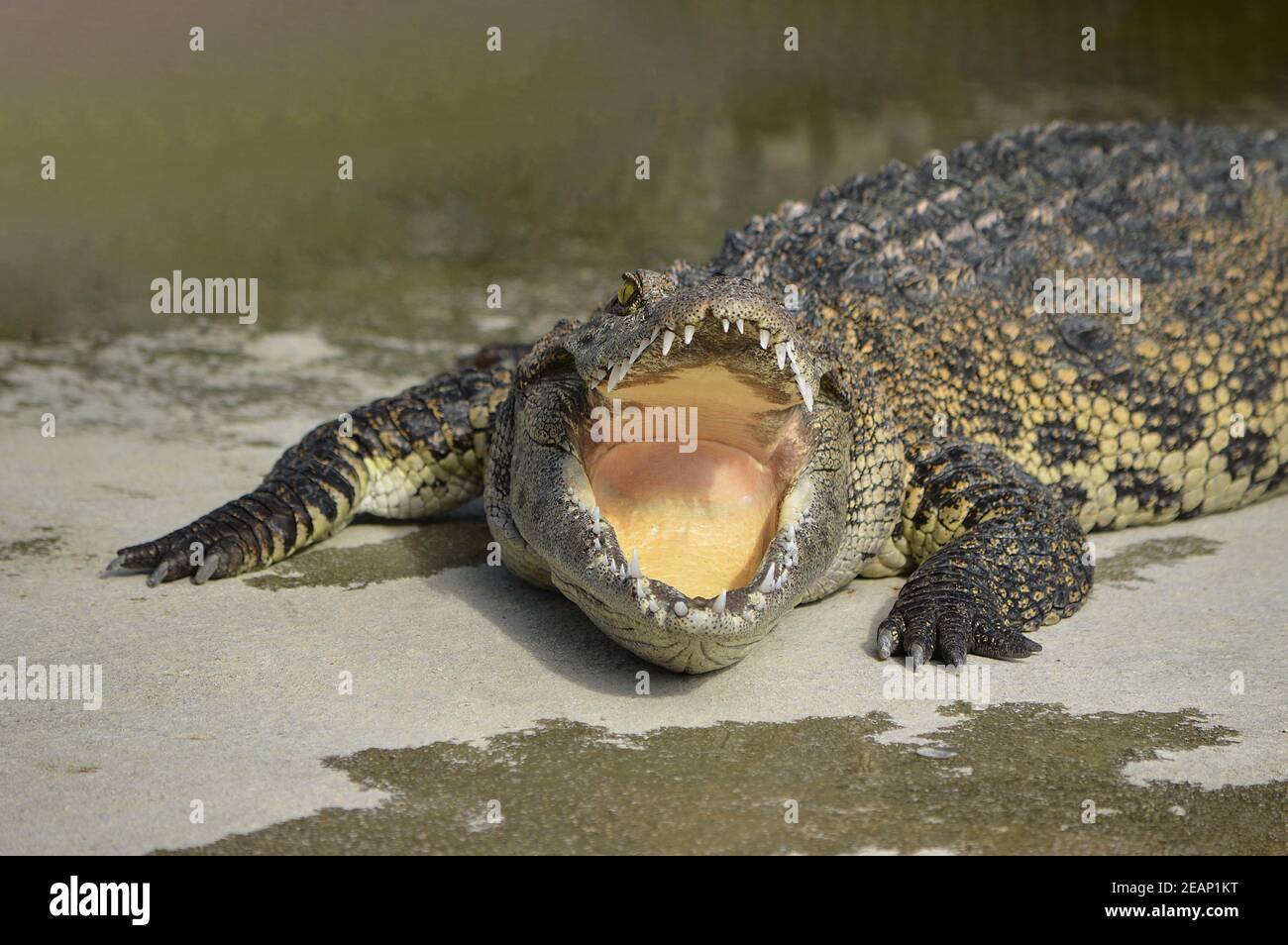 Crocody hi-res stock photography and images - Alamy