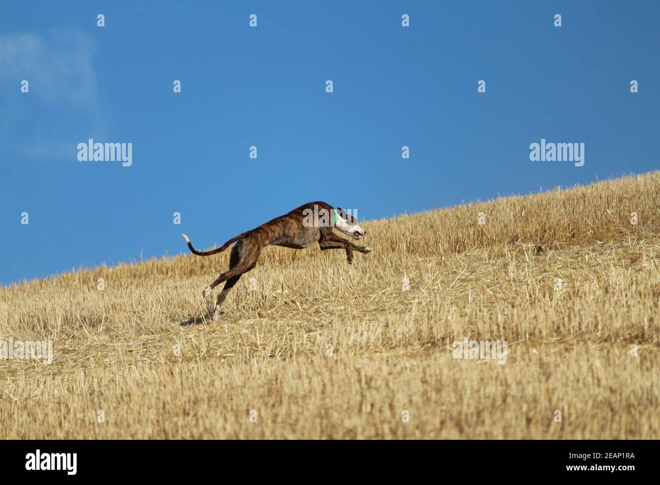 Spanish greyhound in mechanical hare race in the countryside Stock ...