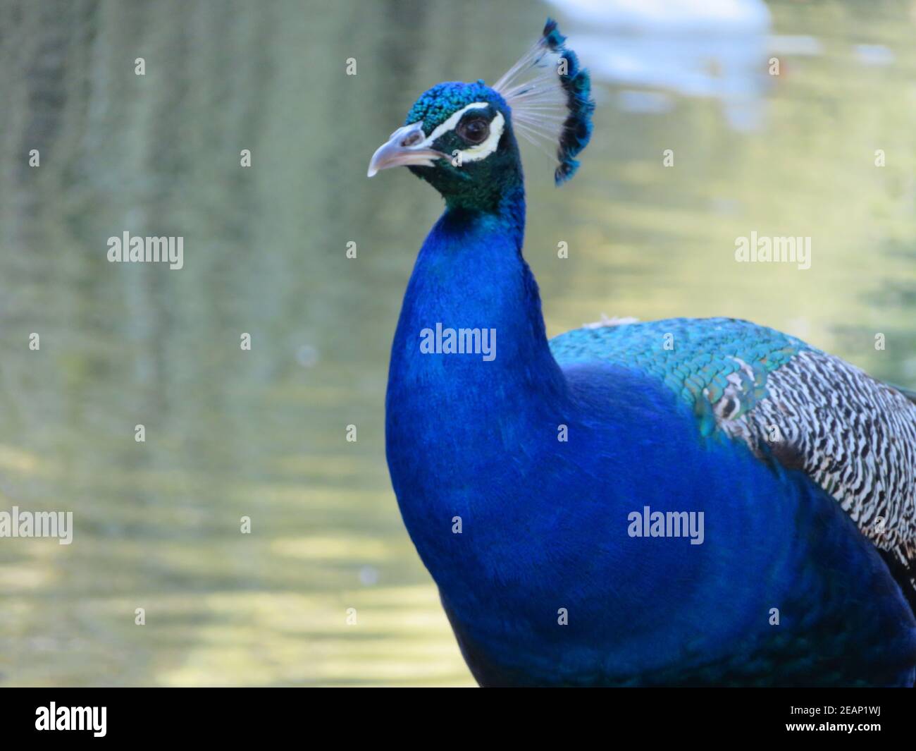 beautiful peacock of fantastic bright colors of long feathers Stock ...