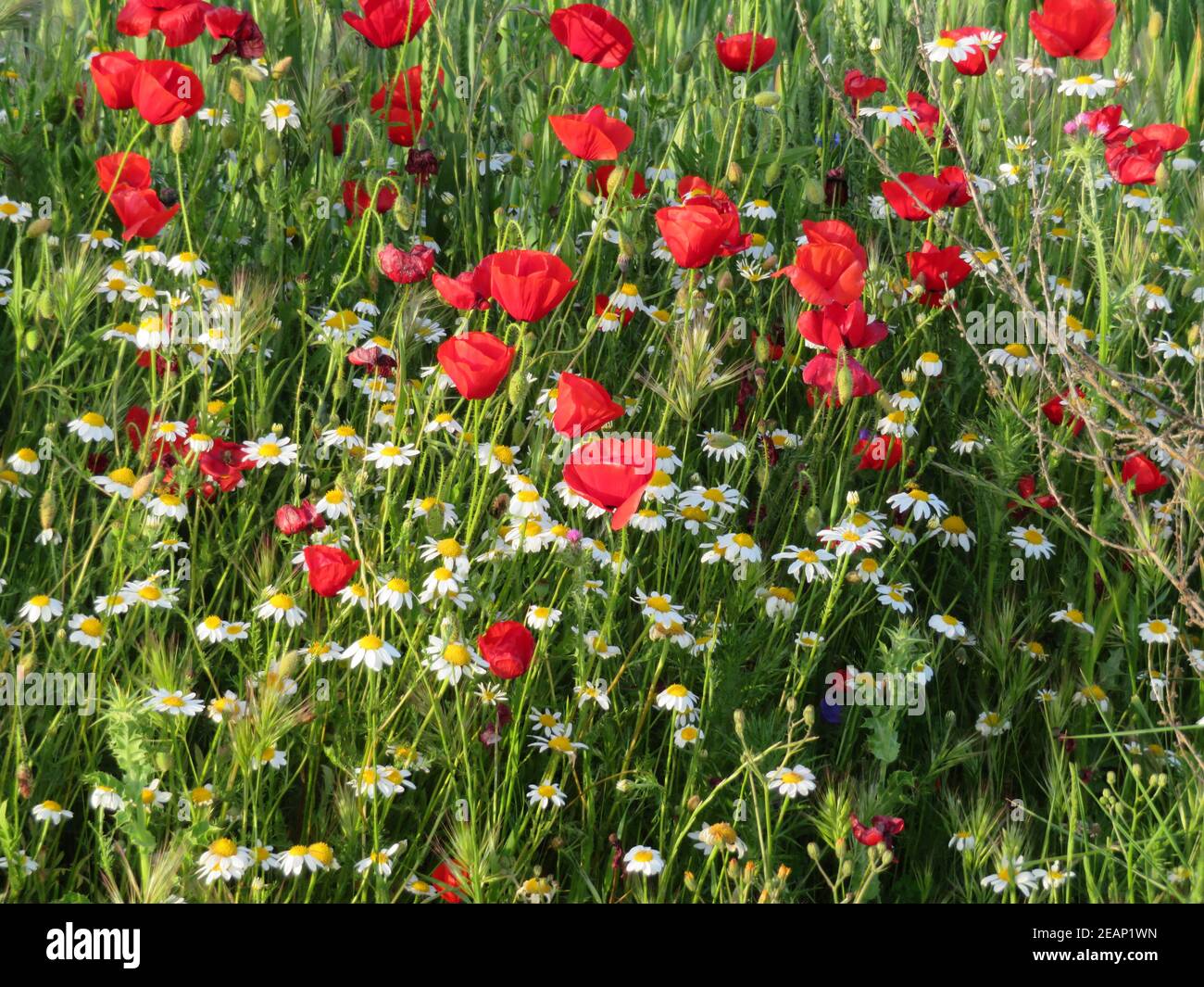 poppies red flowers field beautiful natural colors Stock Photo - Alamy