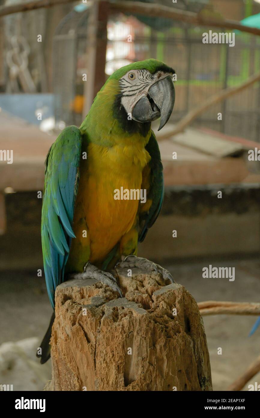 Wildlife parrot hi-res stock photography and images - Alamy