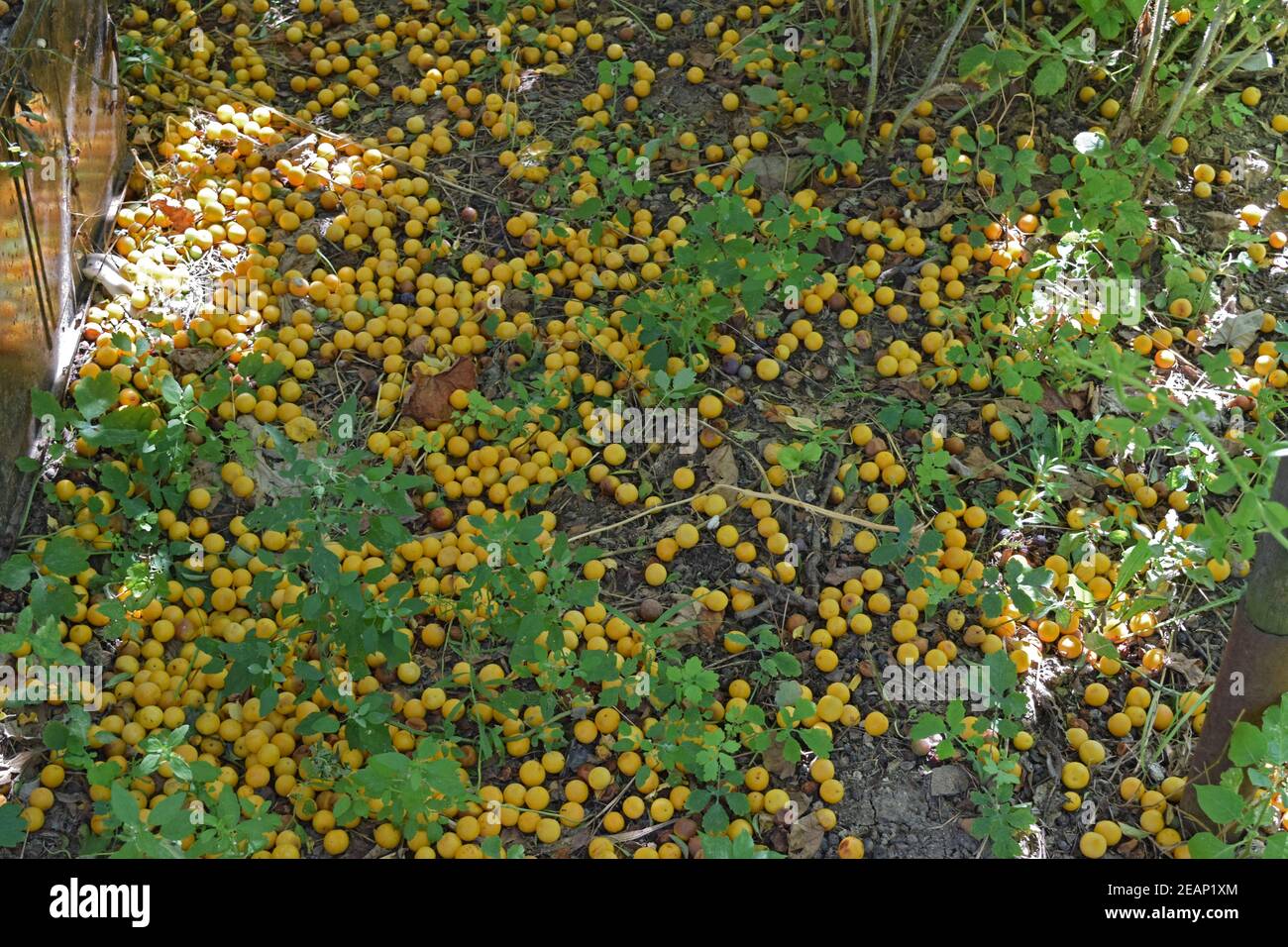Earth Cherry High Resolution Stock Photography and Images - Alamy