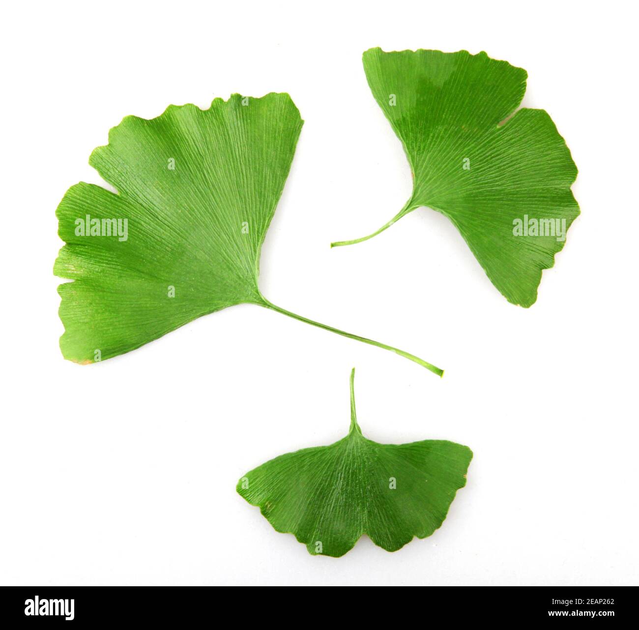 Ginkgo memory hi-res stock photography and images - Alamy