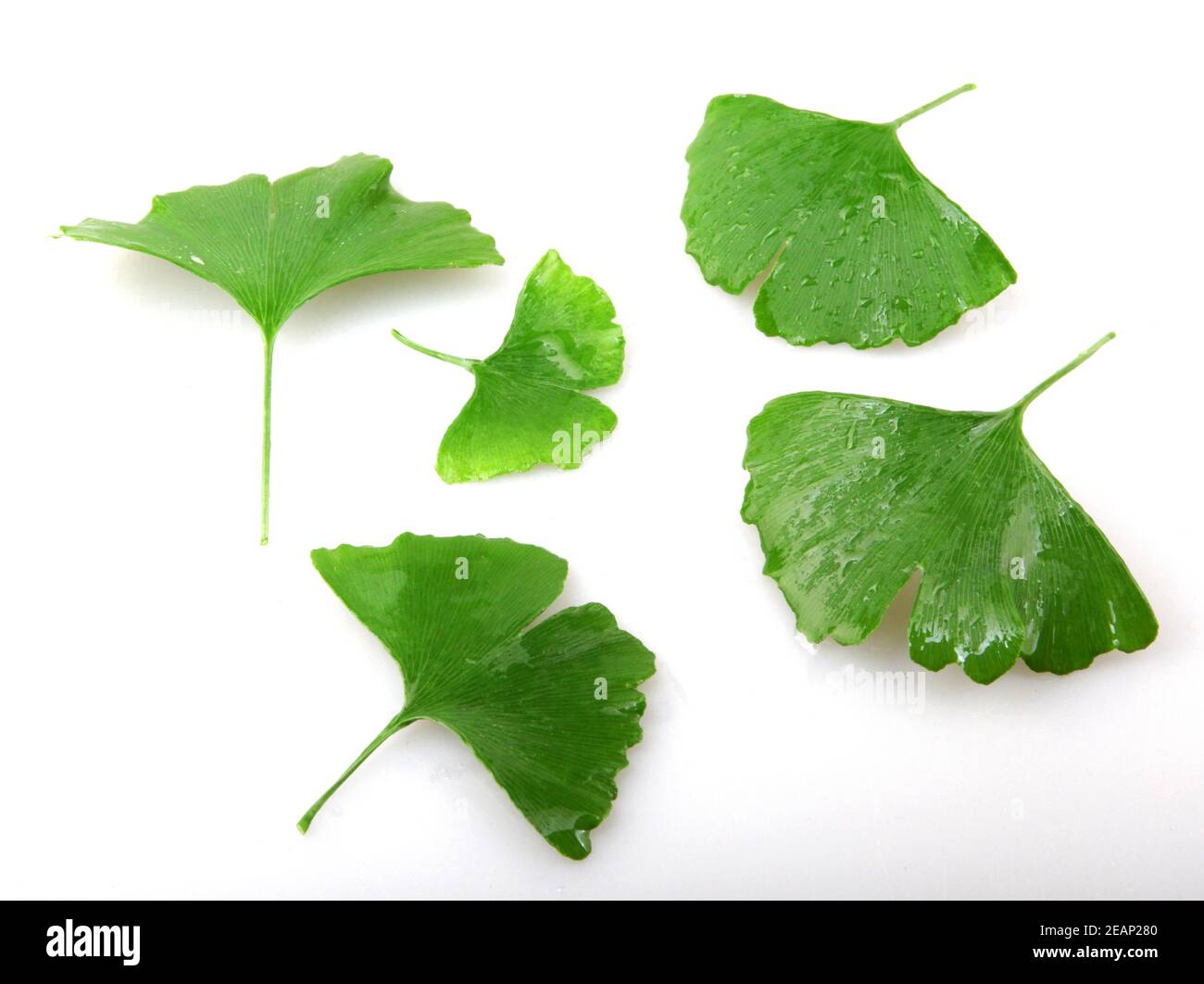 Ginkgo gingko leaf hi-res stock photography and images - Alamy