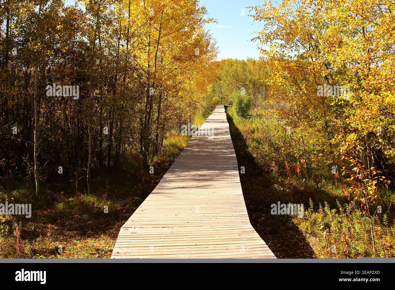 Raised walkway through forest hi-res stock photography and images - Alamy