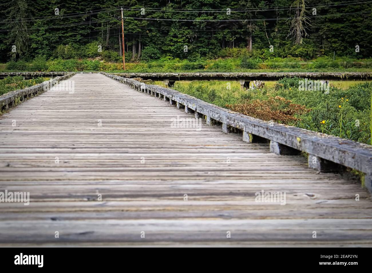 Boardwalk raised wooden walkway wooden hi-res stock photography and ...
