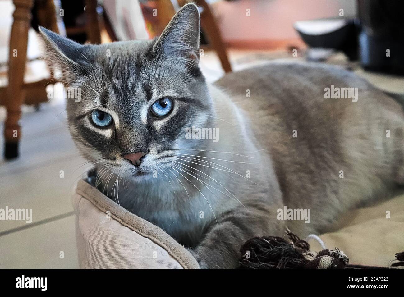A suspicious and uneasy cat looks up at the camera Stock Photo - Alamy
