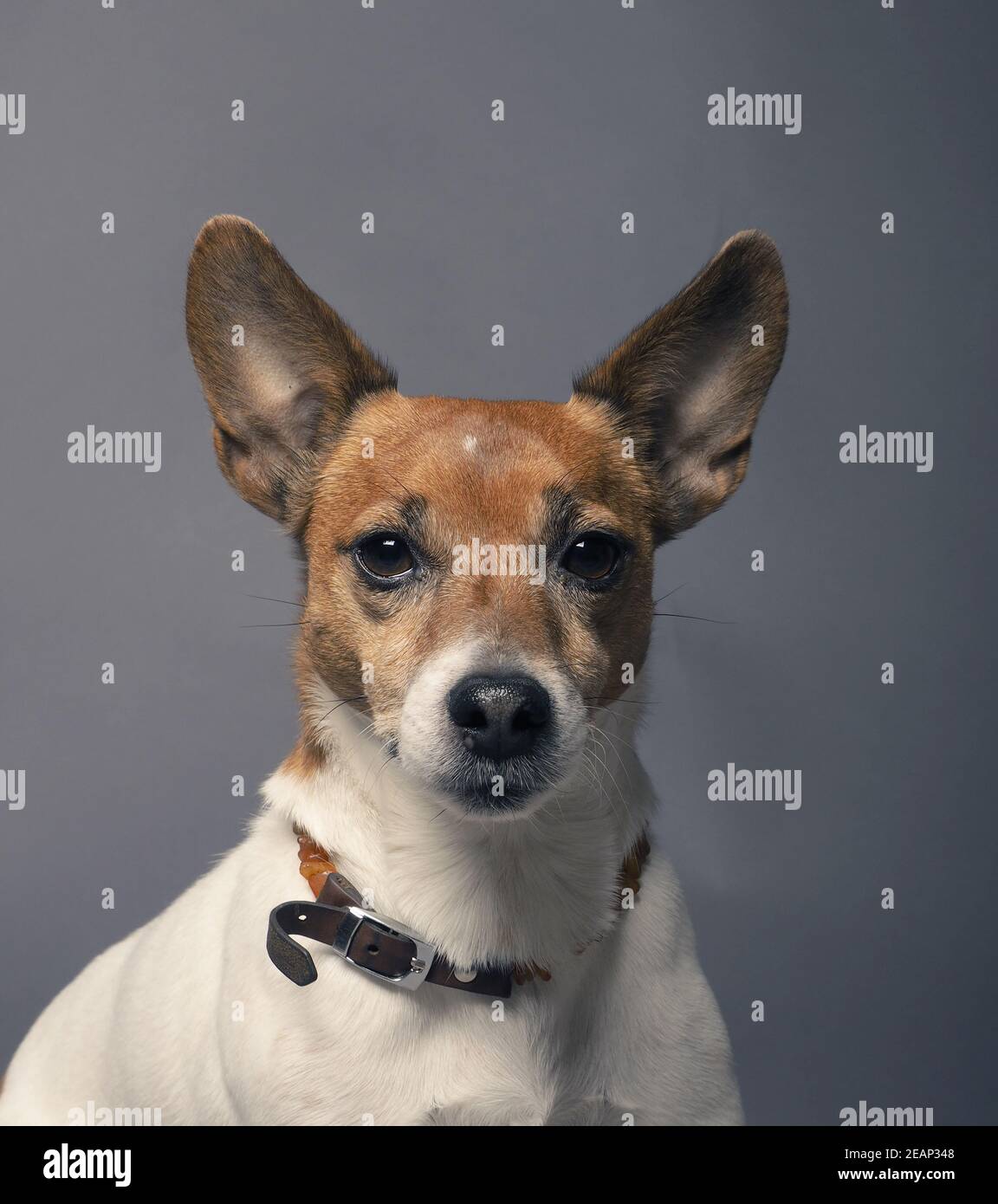 Portrait of a JAck Russell Terrier Stock Photo - Alamy