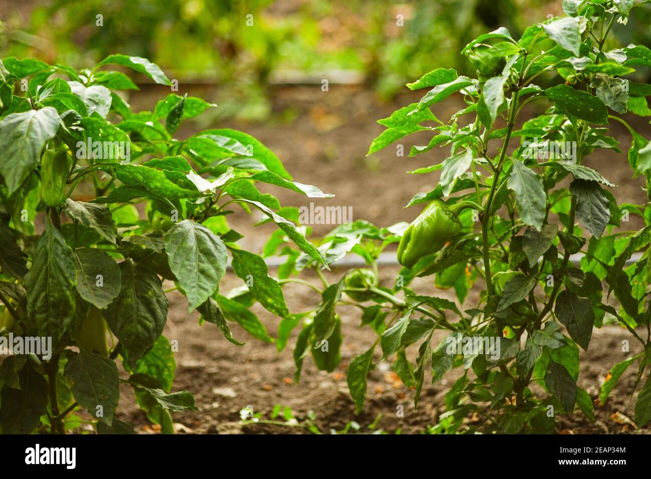Bushes growing green sweet pepper hi-res stock photography and images ...