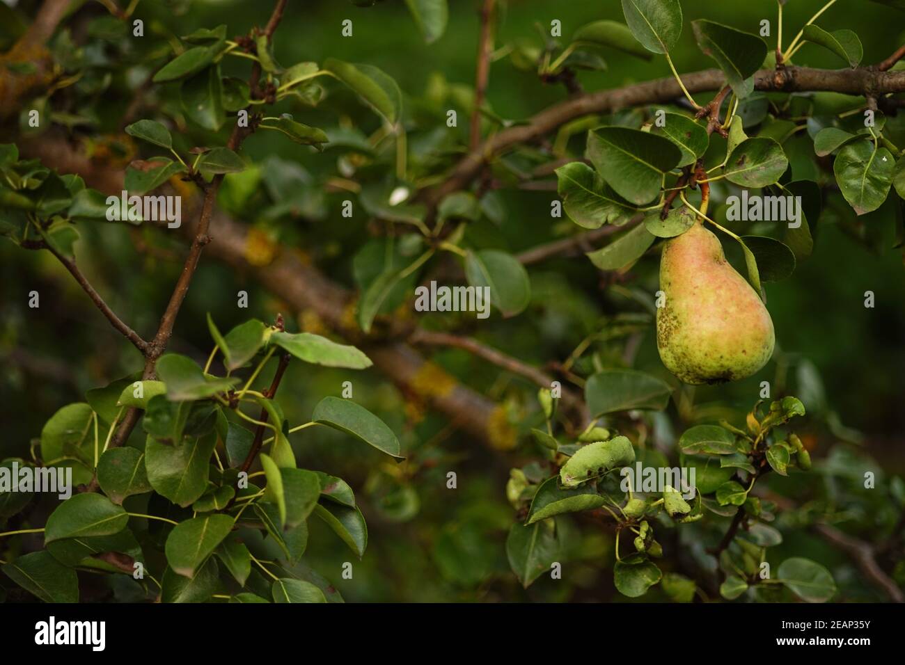 Ripening pear fruit hanging on a tree branch Stock Photo - Alamy