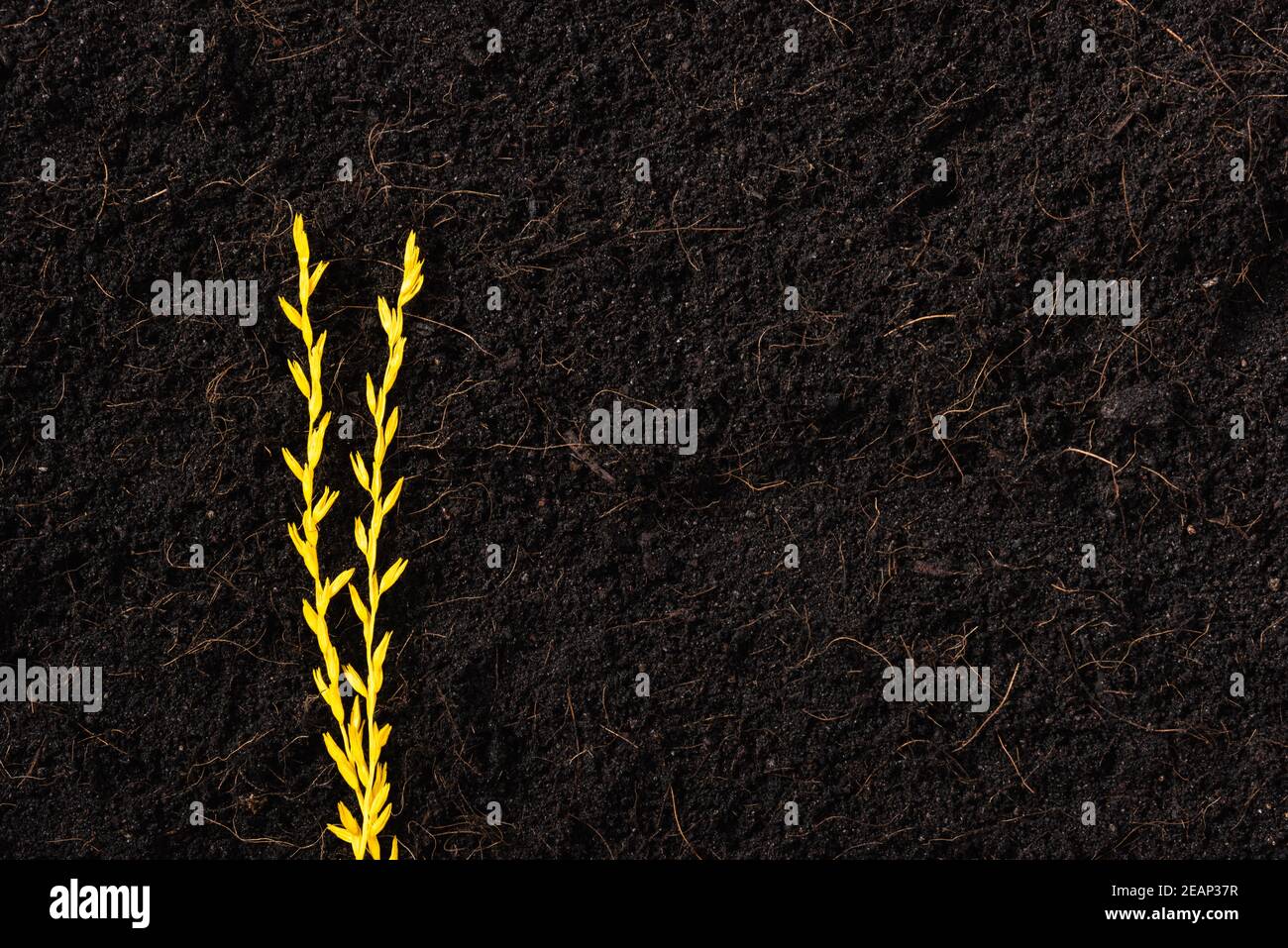 Paddy And the gold rice seedlings growing on black land for plant ...