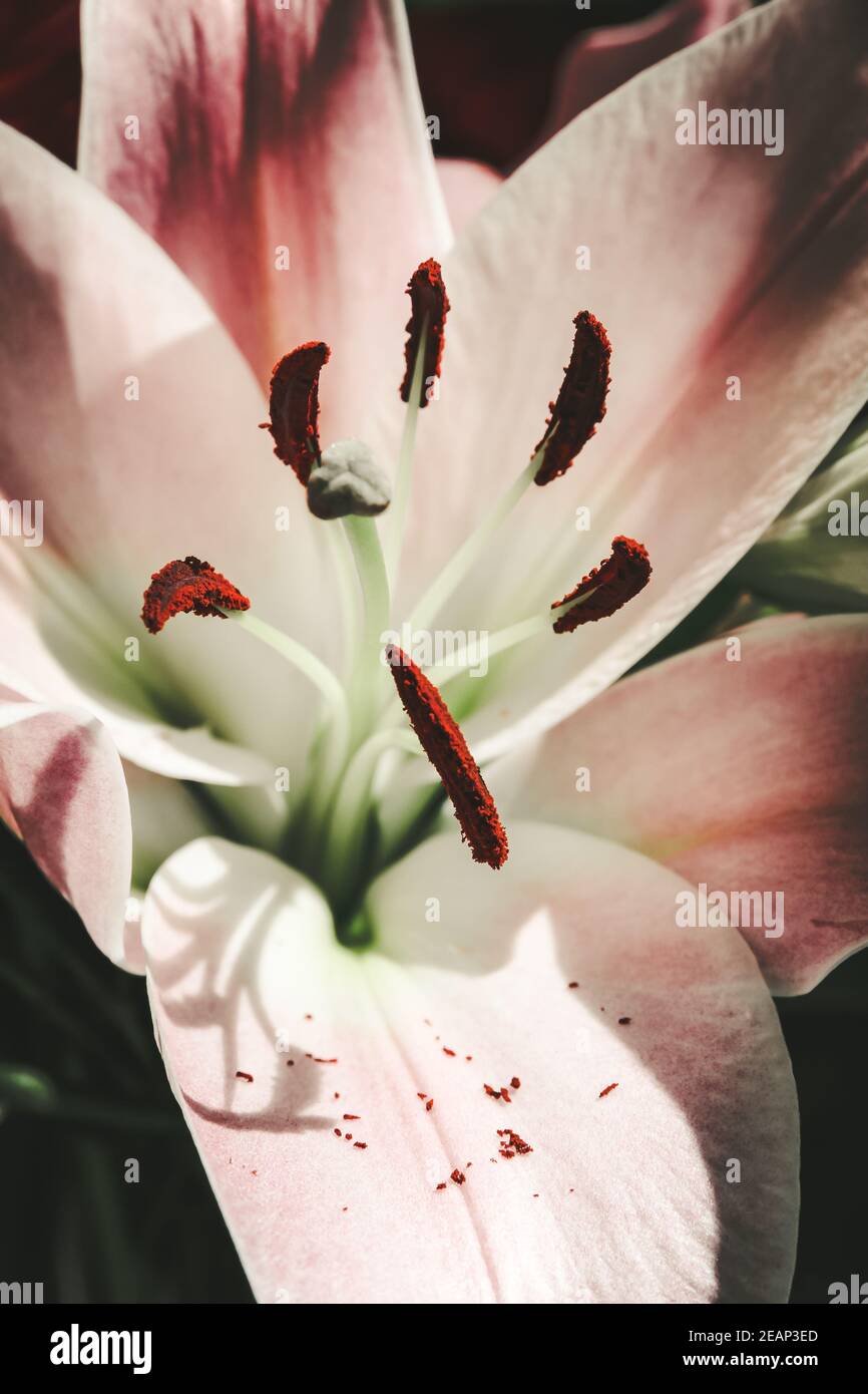 Lily flower macro view Stock Photo - Alamy
