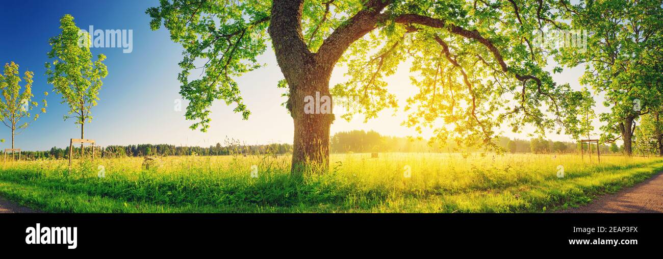 Tree foliage in morning light Stock Photo - Alamy