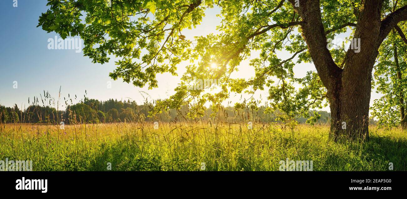 Tree foliage in morning light Stock Photo - Alamy