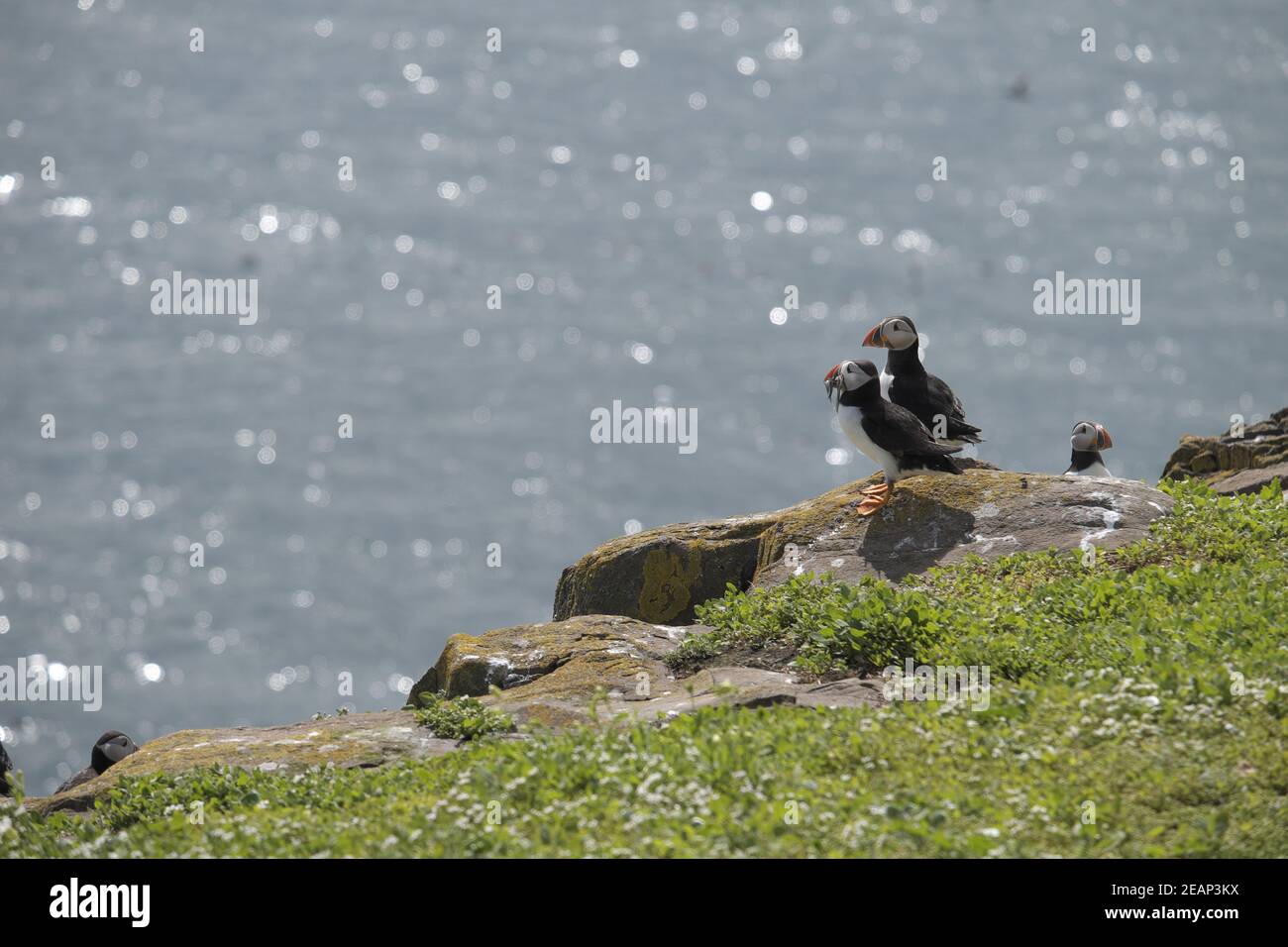 Lundy island puffins hi-res stock photography and images - Alamy