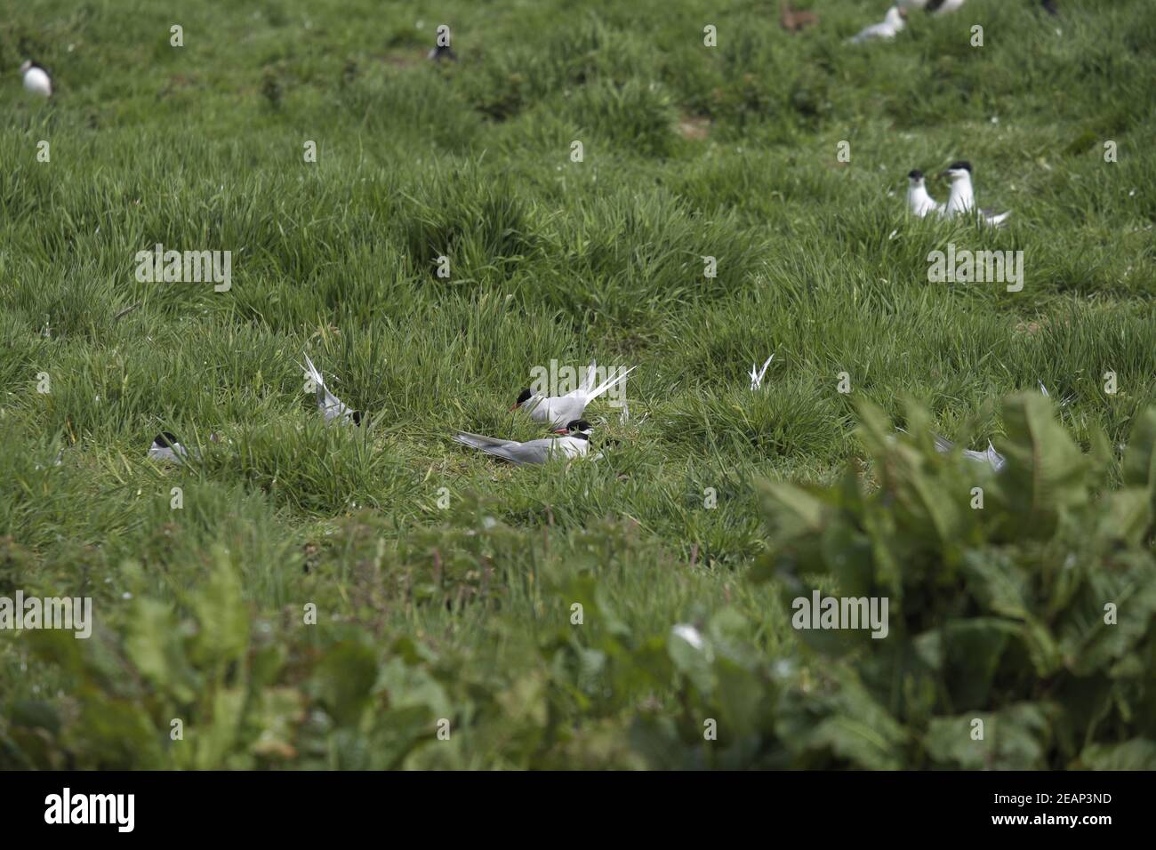 Arctic tern (Sterna paradisaea) nesting on the Farne Islands ...