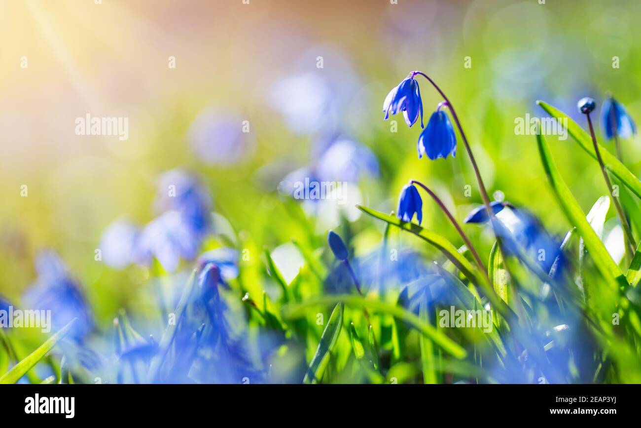Scilla in grass hi-res stock photography and images - Alamy