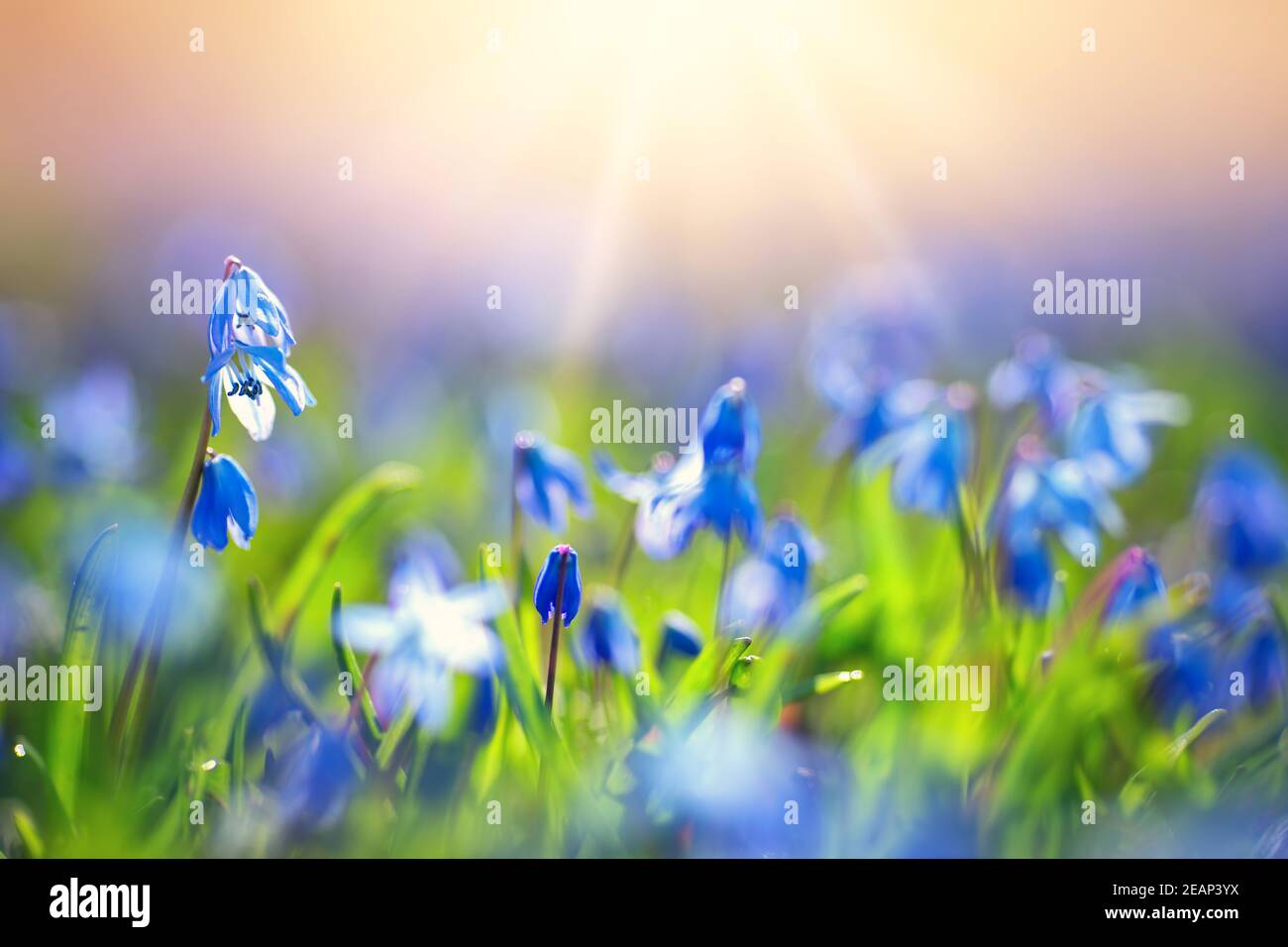 Scilla in grass hi-res stock photography and images - Alamy