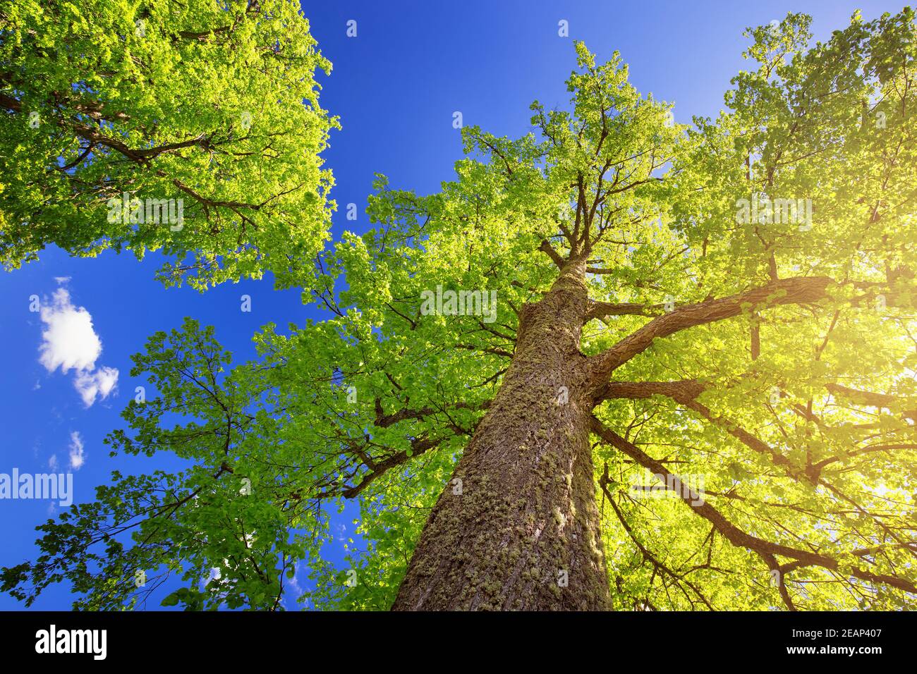 Tree foliage in morning light Stock Photo - Alamy