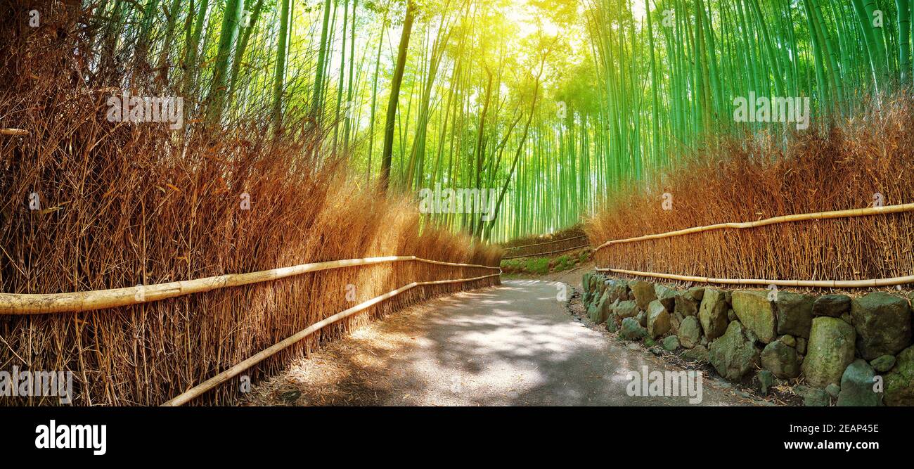 Bamboo forest path hi-res stock photography and images - Alamy